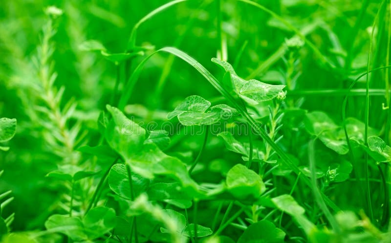 Green, fresh clover stock photo. Image of holiday, color - 37482378