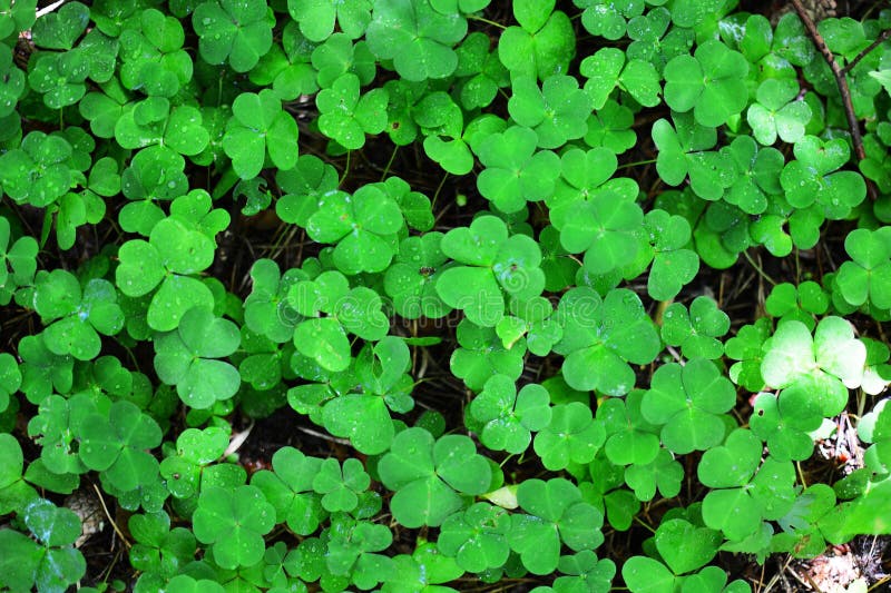 287 Green Fresh Clover Plant Growing Forest Background Pattern Stock ...