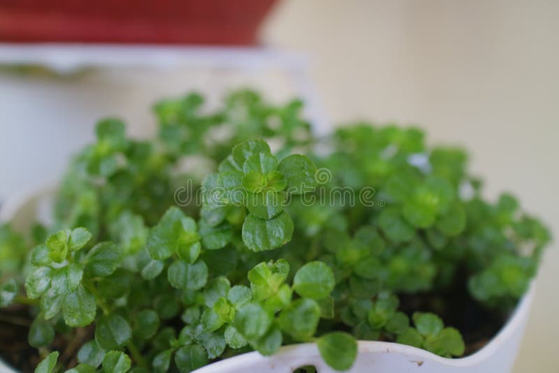 Green and Fresh Clover Plant Stock Photo - Image of blooming, isolated ...