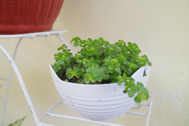 Green and Fresh Clover Plant Stock Image - Image of floral, foliage ...