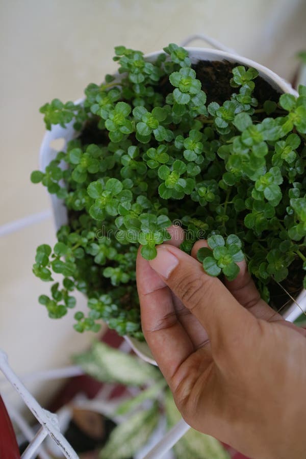 Green and Fresh Clover Plant Stock Image - Image of clover, background ...