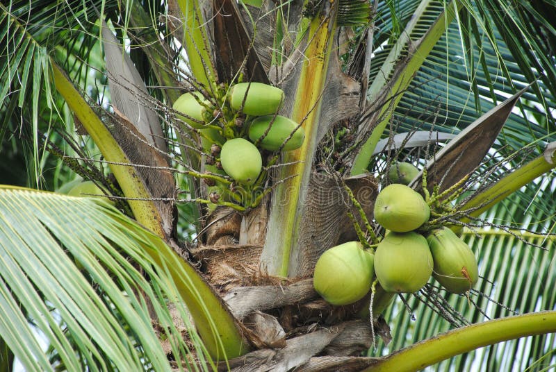 Green Fresh Coconuts Fruit on the Coconut Tree Stock Image - Image of ...