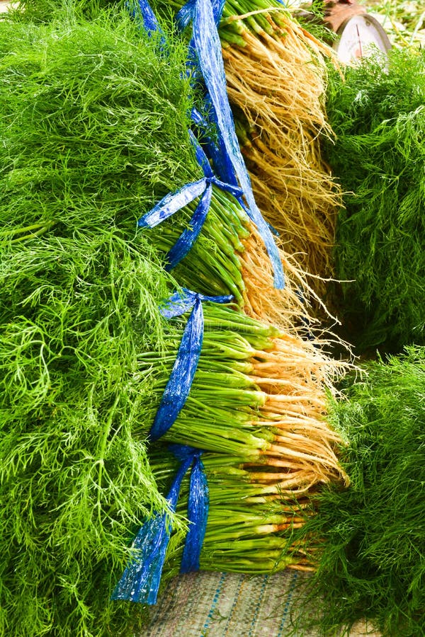 Green fresh coriander stock image. Image of tied, objects - 34005359