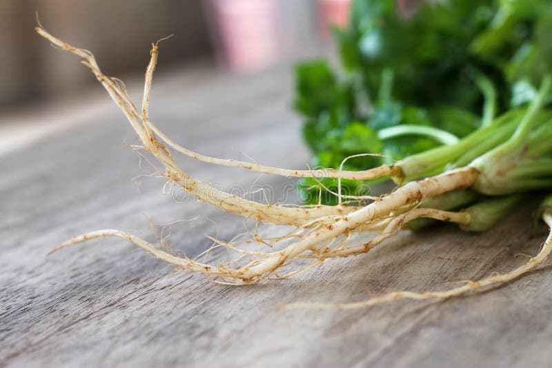 271 Fresh Coriander Roots Stock Photos - Free & Royalty-Free Stock ...