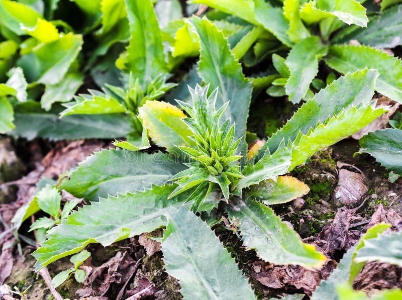 Green fresh culantro stock image. Image of fitweed, group - 64054271