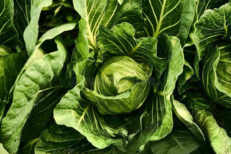 Green, Fresh, Ecologically Clean Cabbage that Grows in the Garden Stock ...