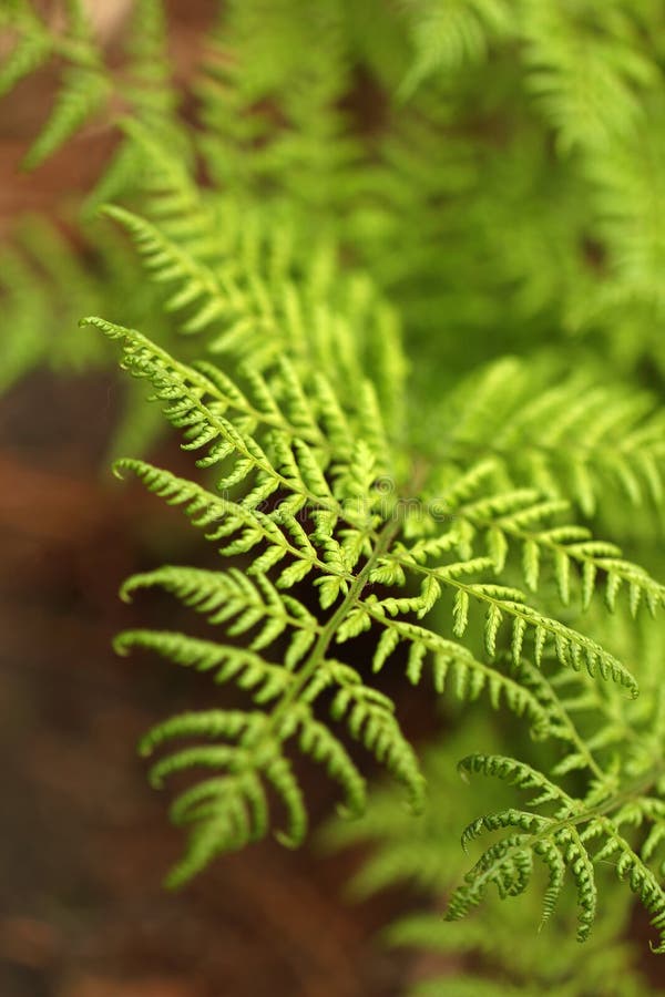 Green fresh fern stock photo. Image of flora, green, floral - 31473306