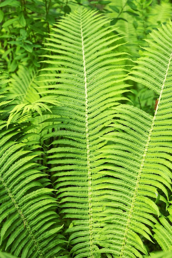 Fresh Forest Scene stock image. Image of jungle, stream - 3587193