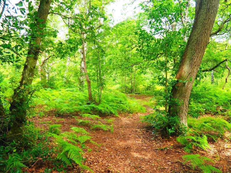Green Fresh Forest Leaves in Summer Trees Stock Image - Image of ...