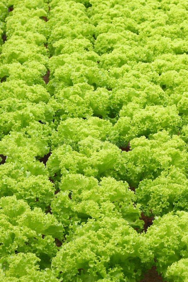 Green Fresh Frilly Green Lettuce Stock Image - Image of fresh, plant ...