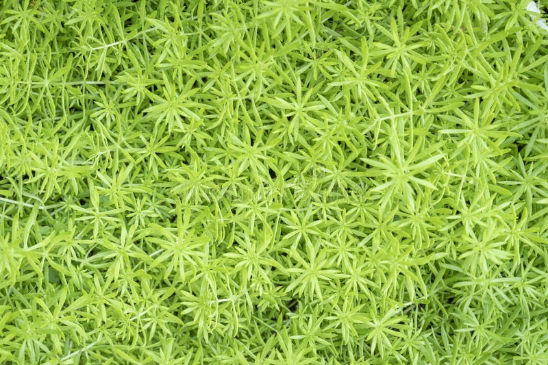 870 Moss Sedum Stock Photos - Free & Royalty-Free Stock Photos from ...