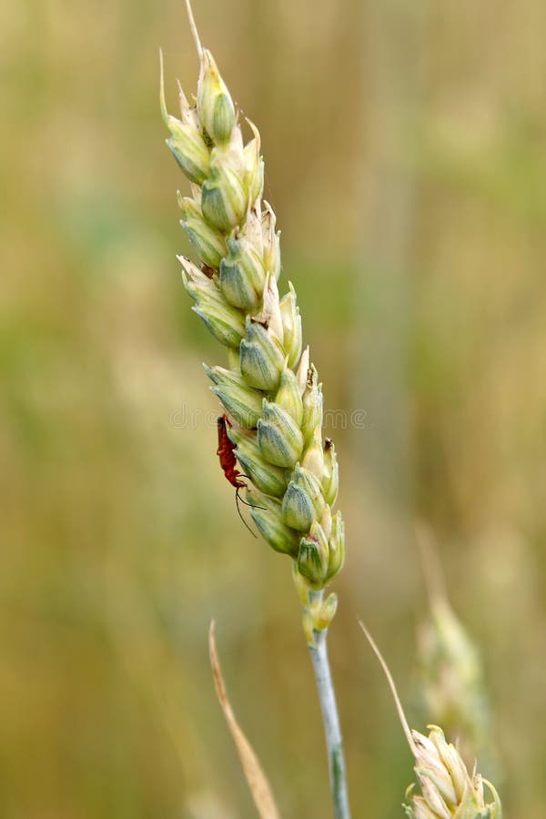 Green fresh grain stock photo. Image of food, beatle, seeds - 2696106