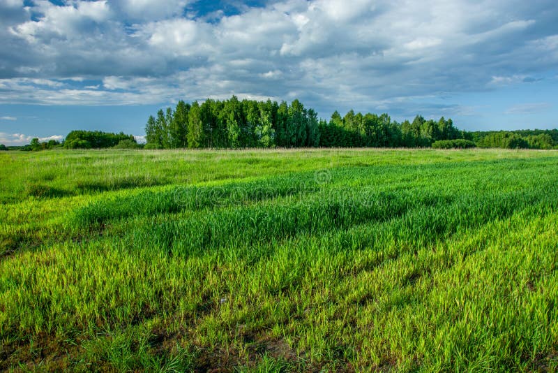 Green Fresh Grain, Forest and Clouds in the Sky Stock Photo - Image of ...
