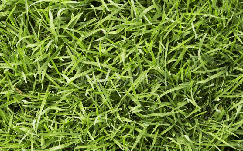 Green fresh grass stock photo. Image of horizontal, plant - 11567484