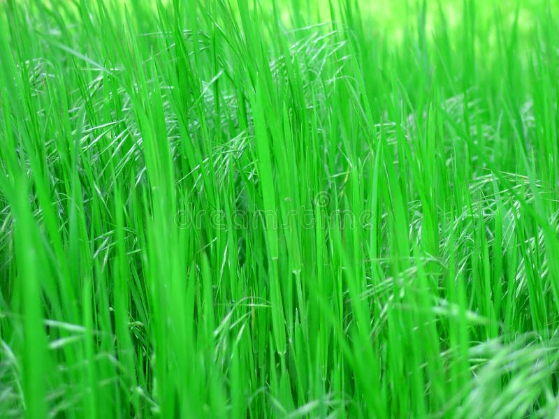 Green fresh grass stock photo. Image of grass, texture - 720716