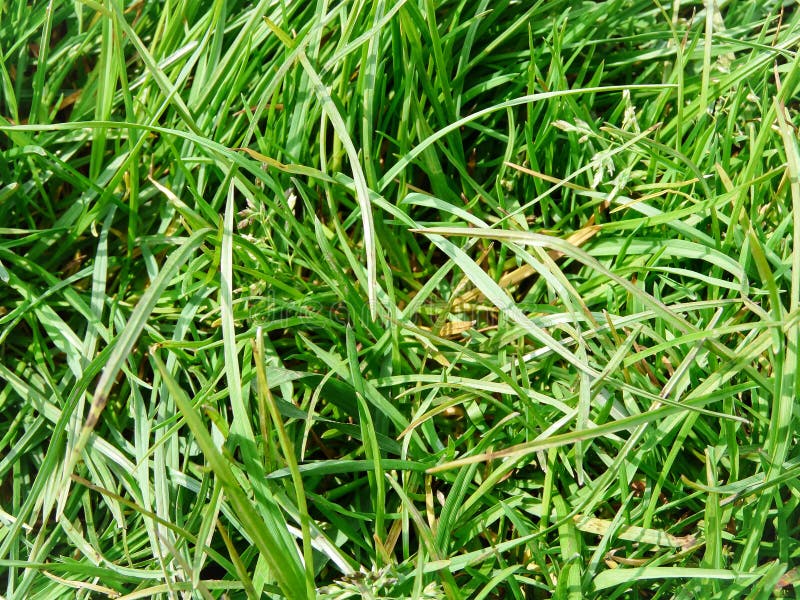 A Green Fresh Grass on the Field Stock Photo - Image of color, natural ...