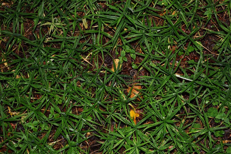 Green Fresh Grass Growing in Forest Lawn Background Pattern Stock Photo ...