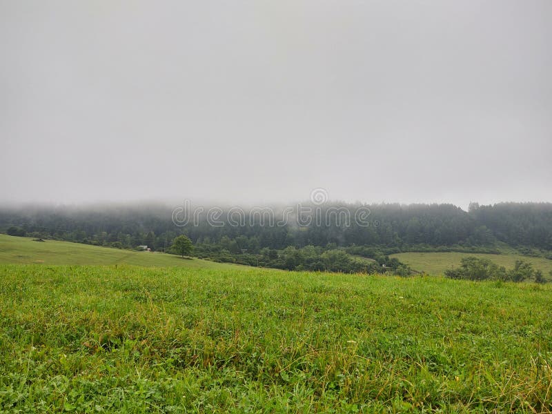 Green Fresh Grass on the Meadow in the Nature. Stock Image - Image of fresh, macro: 272806333