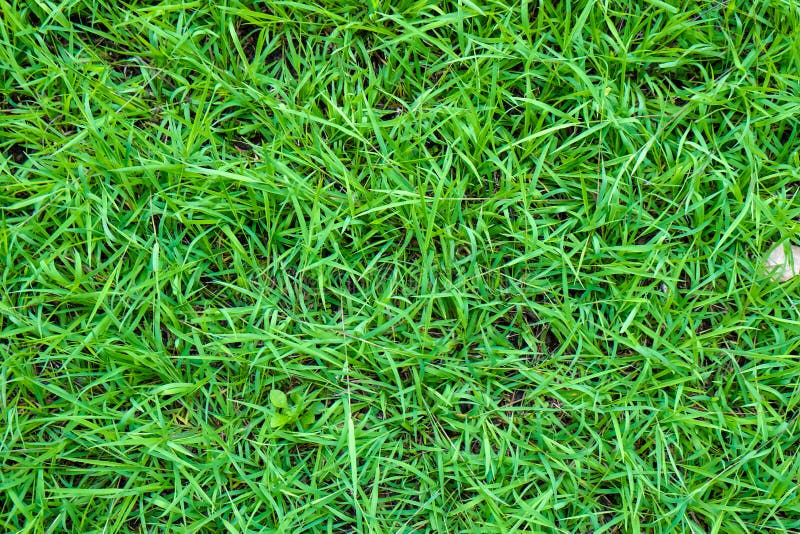 Green Fresh Grass Texture Botanical Background Stock Photo - Image of ...