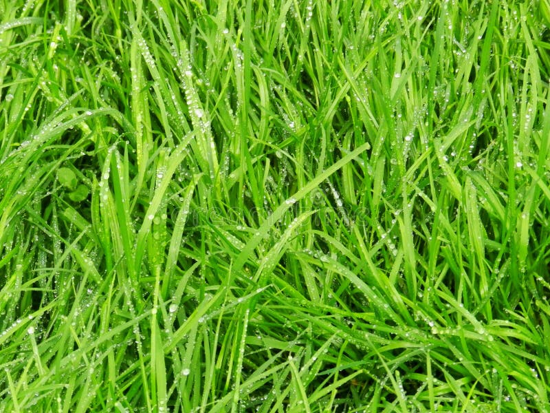 Green fresh grass stock image. Image of growth, plant - 52802403