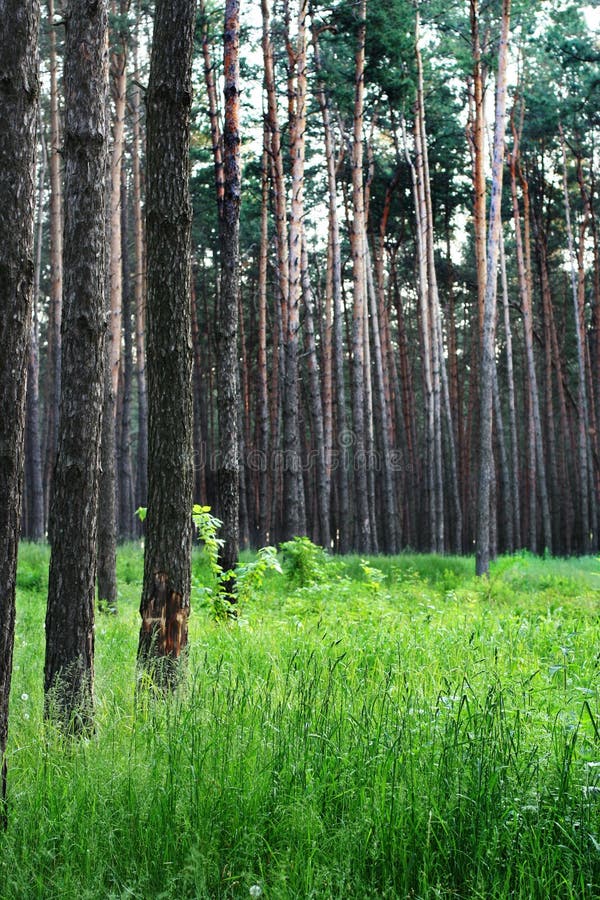 Pine trees stock photo. Image of fall, carpet, autumn - 21866202