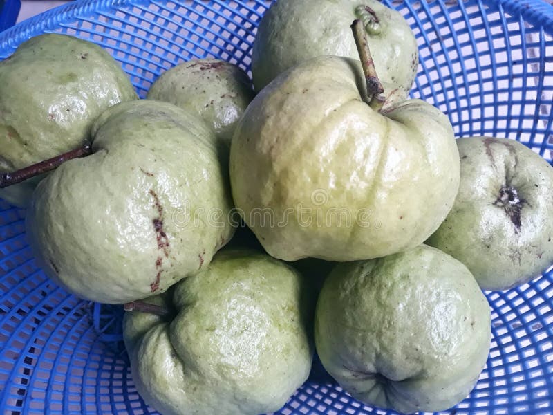 Green Fresh Guava Delicious Stock Image - Image of grape, fruit: 210899051