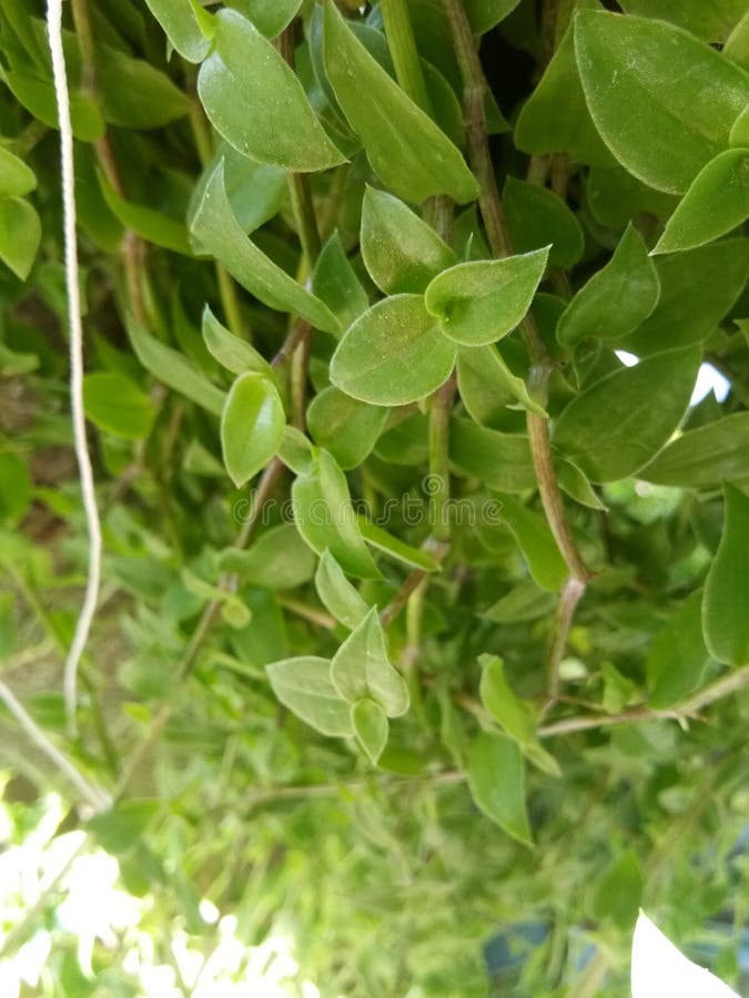 Green and Fresh Hanging Plants in the Office Stock Photo - Image of ...