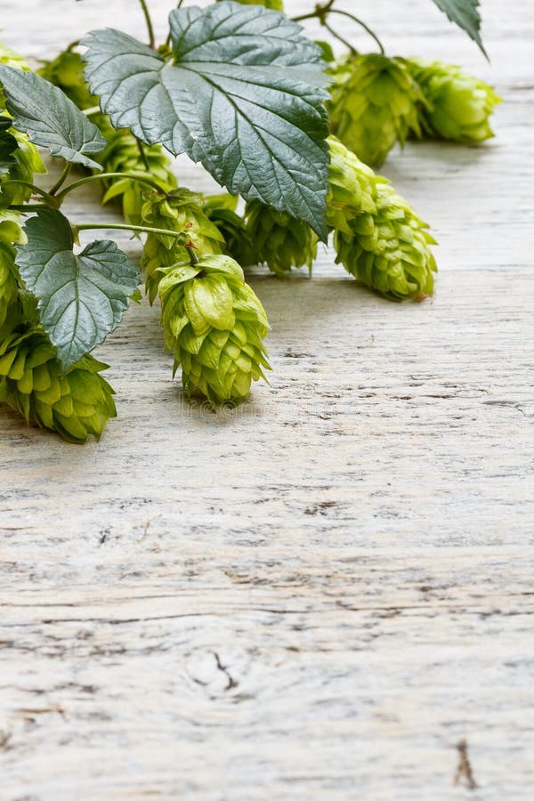 Fresh hop border stock image. Image of drink, production - 15961989