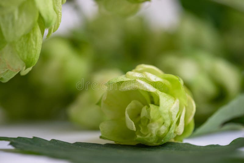 Green Fresh Hop Cone on Leaf Close Up Stock Photo - Image of creeper ...