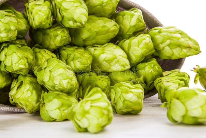 Green fresh hop cones stock image. Image of natural - 138043145