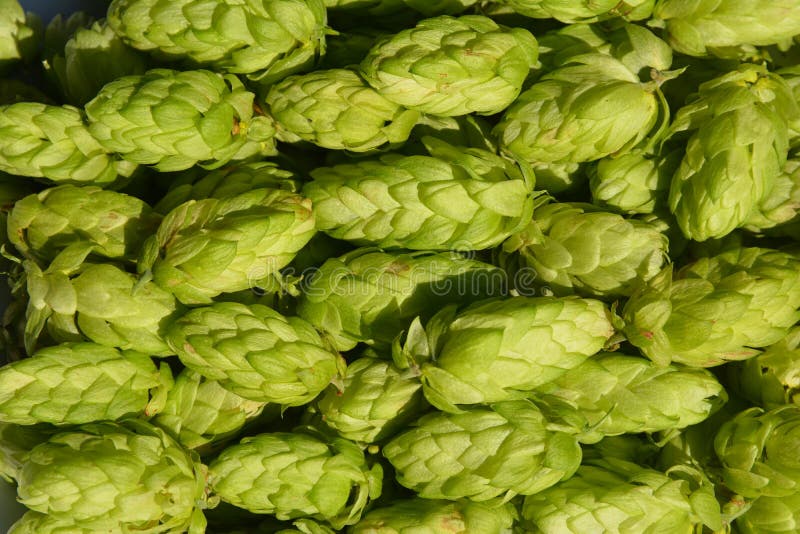 Green Fresh Hop Cones for Making Beer and Bread Close Up Stock Photo ...