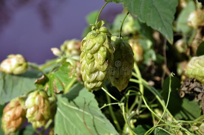 Green Fresh Hop Cones for Making Beer and Bread Closeup Stock Photo ...