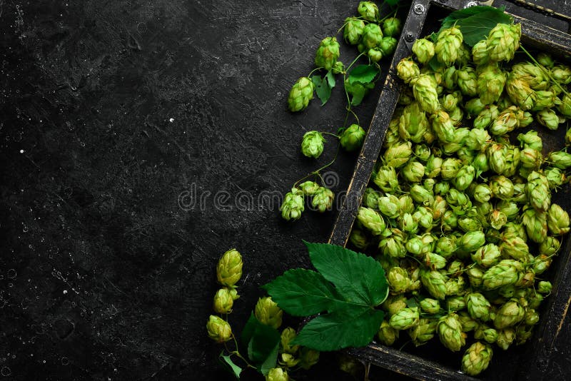 Green Fresh Hop Cones for Making Beer. Stock Image - Image of macro ...