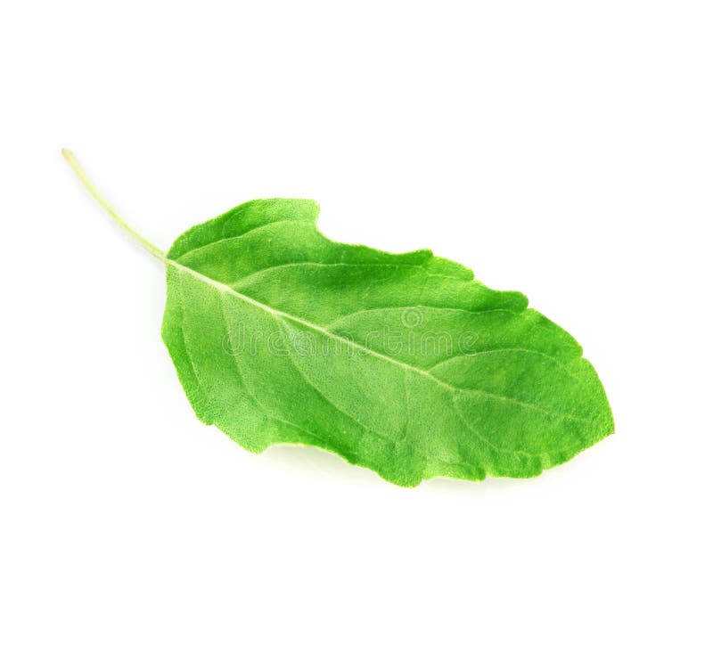 Green Fresh Hot Basil Leaf on White Background Stock Image - Image of ...