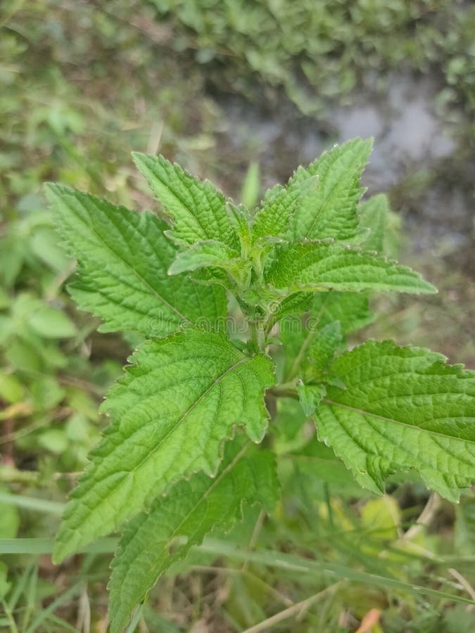 Green and Fresh Hyptis Leaves Evening Day Stock Photo - Image of leaves ...