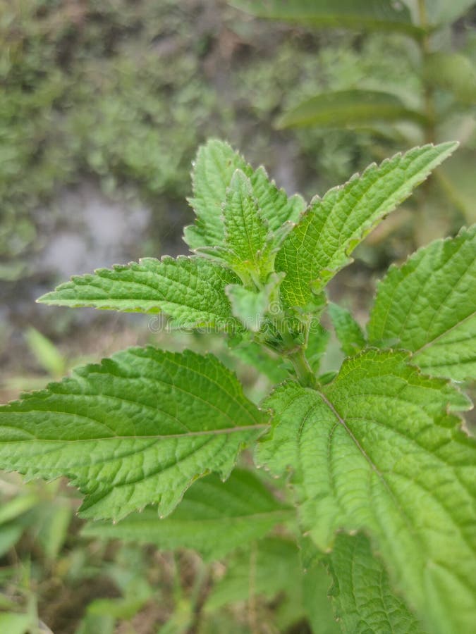 Green and Fresh Hyptis Leaves Evening Day Stock Image - Image of hyptis ...