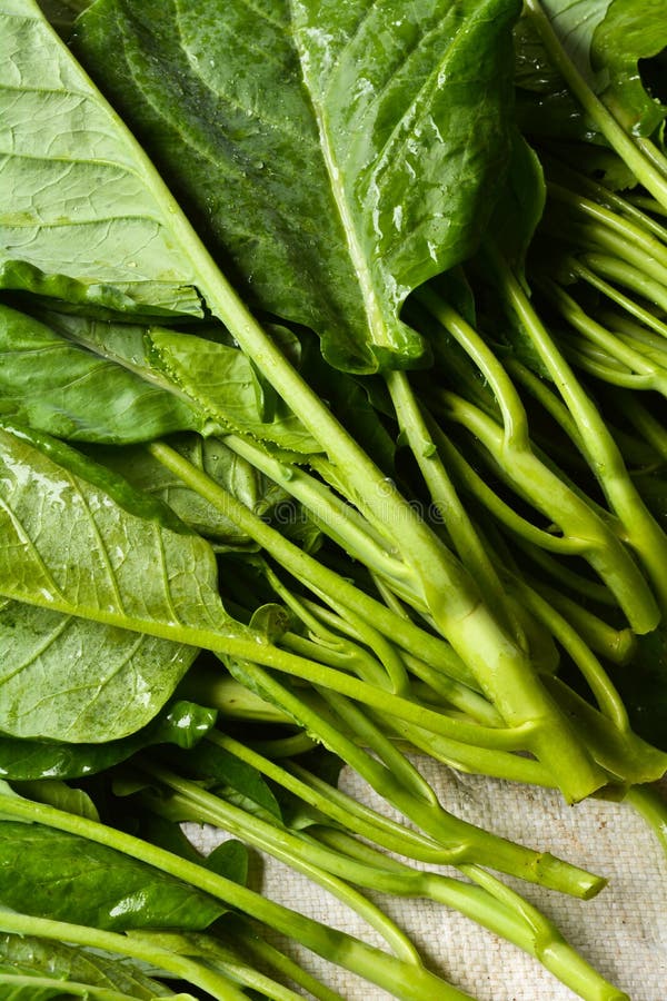 Green fresh kale stock photo. Image of diet, organic - 33785458