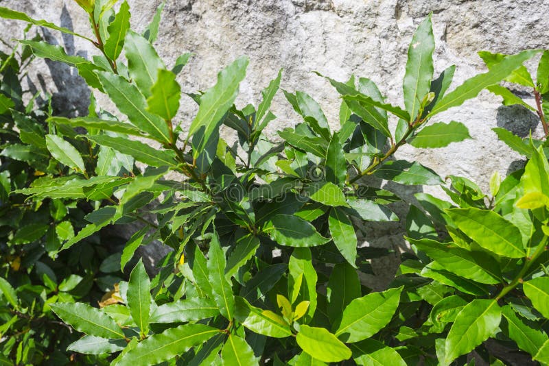 Green Fresh Laurel Bush Leaves Stock Photo - Image of bloom, flora ...