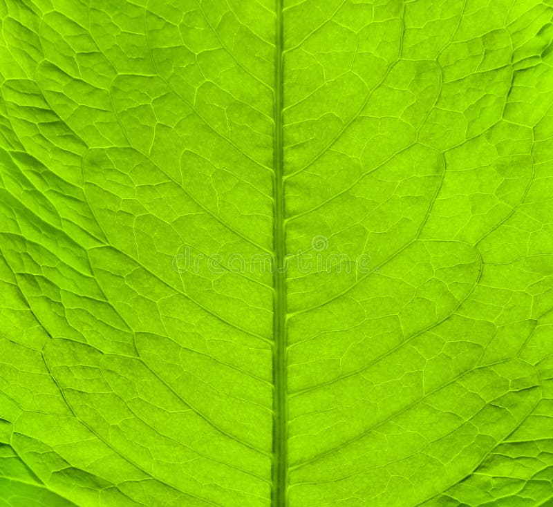 Green fresh leaf texture stock photo. Image of beauty - 93700234