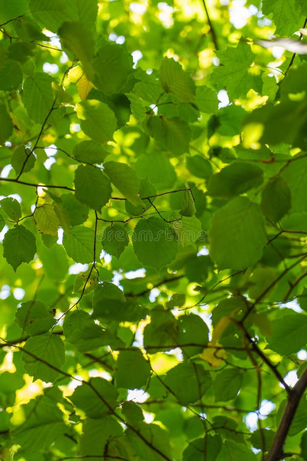 Green Fresh Leaf on Tree Isolated,against White Sky Stock Photo - Image ...