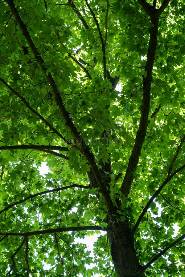 Green Fresh Leaf on Tree Isolated,against White Sky Stock Image - Image ...