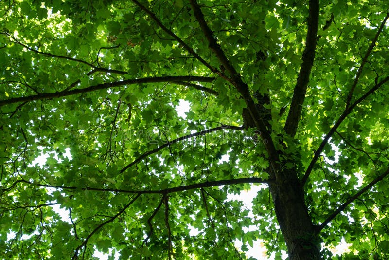 Green Fresh Leaf on Tree Isolated,against White Sky Stock Photo - Image ...