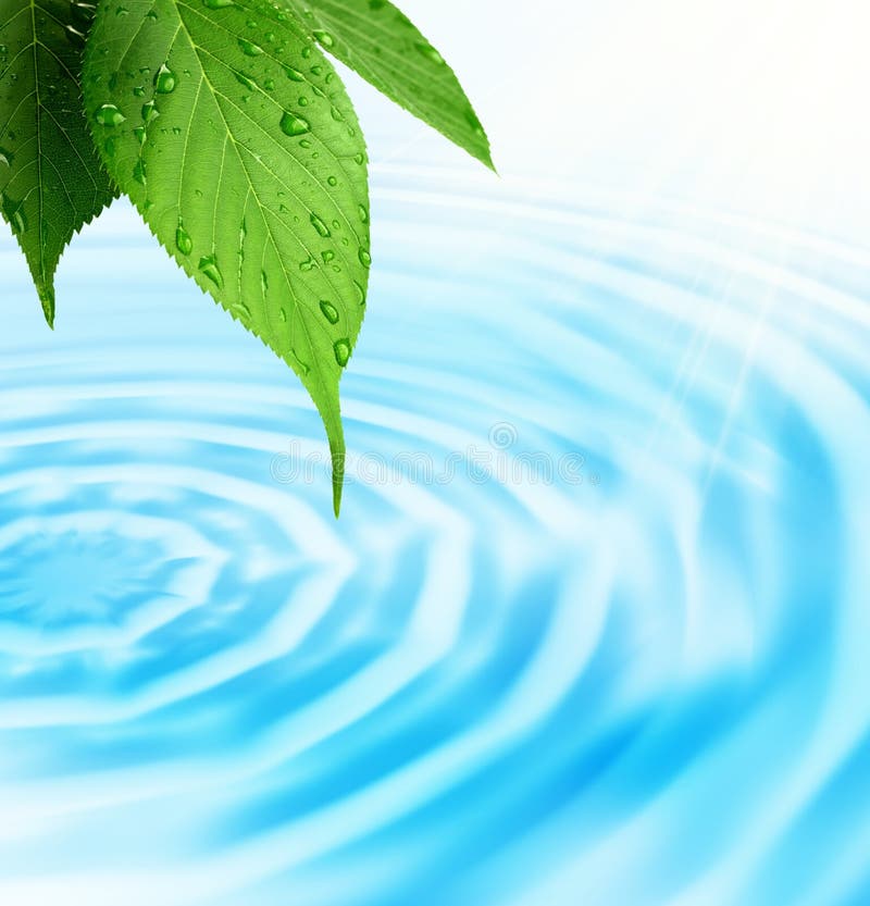 Green leaf touching water stock image. Image of raindrop - 7734147