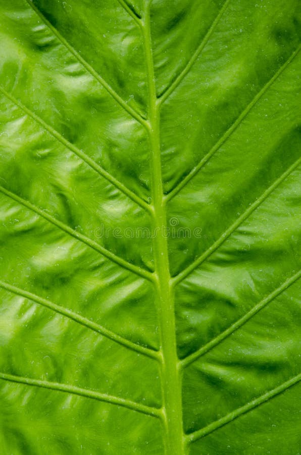 Green Fresh Leaf Zoom in To See Line and Pattern Stock Photo - Image of ...