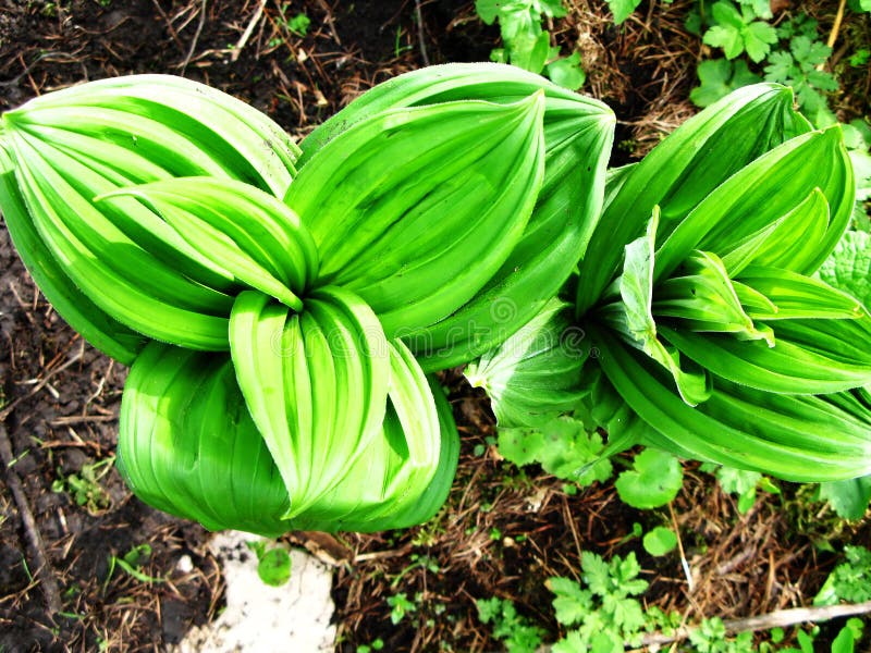 Green fresh leaves stock photo. Image of plant, growing - 13975518