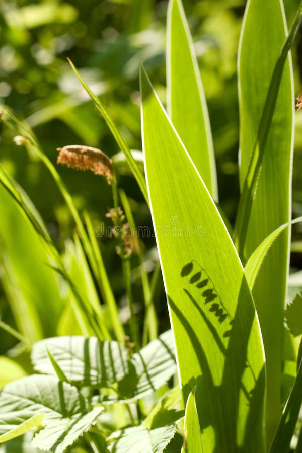 Fresh Leaves Spring Free Stock Photos & Pictures, Fresh Leaves Spring ...