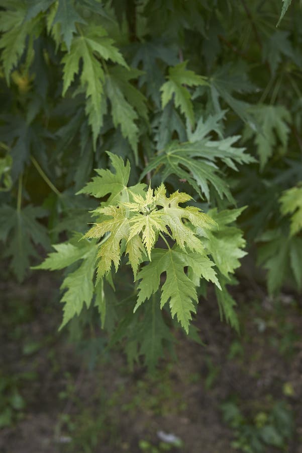 Green Fresh Leaves of Acer Saccharinum Tree Stock Photo - Image of ...