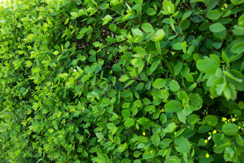 Green Fresh Leaves on a Bush Stock Image - Image of plant, color: 184073219