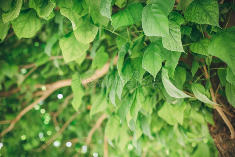 Green Fresh Leaves of the Tree Inside the Tree Stock Photo - Image of ...