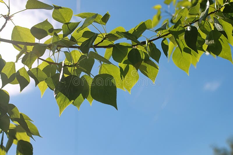 Green Fresh Leaves of Trees on Clear Blue Sky Stock Photo - Image of ...